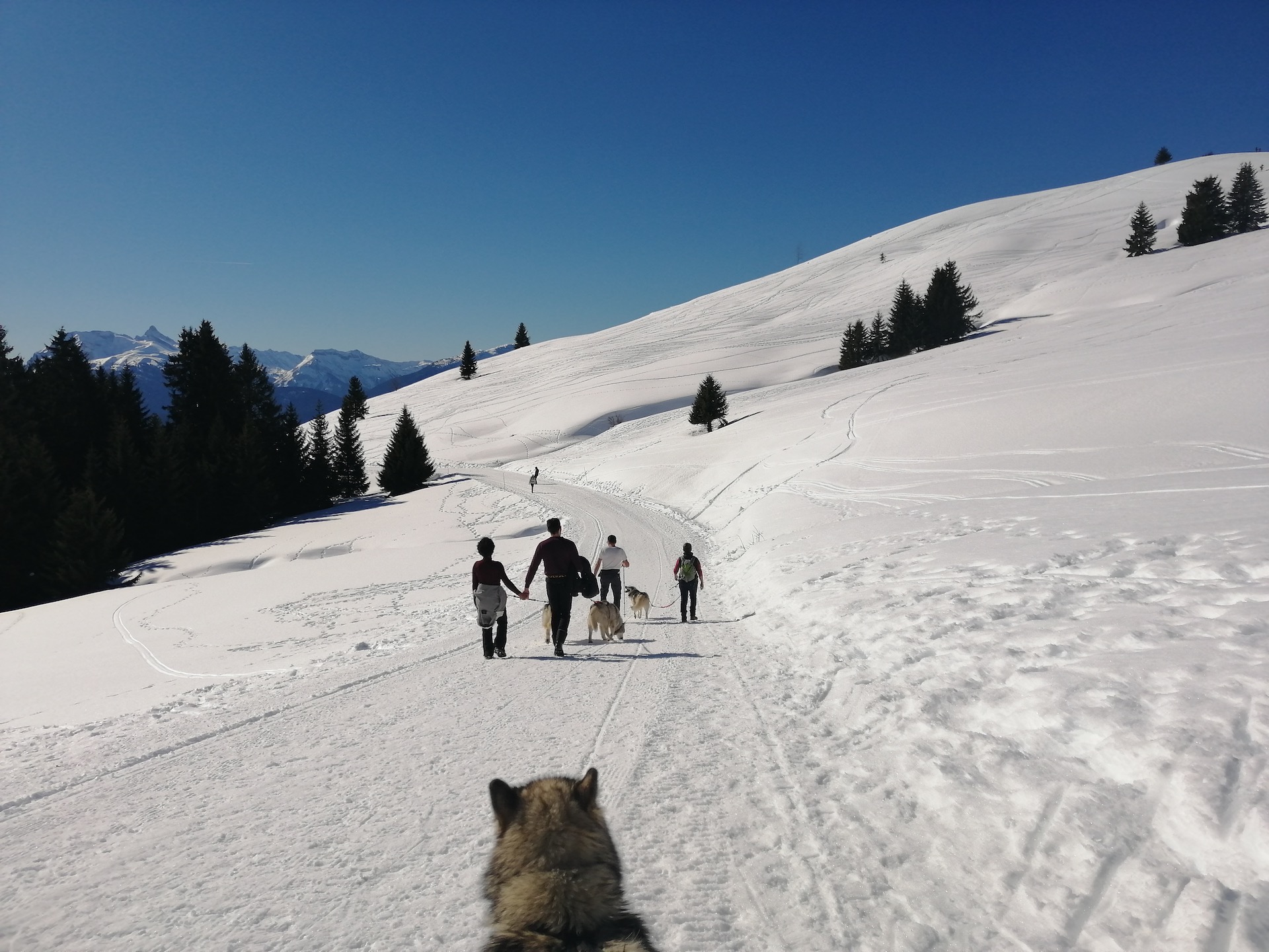 Cani rando hiver - Toutes les activités hiver - Les Gets